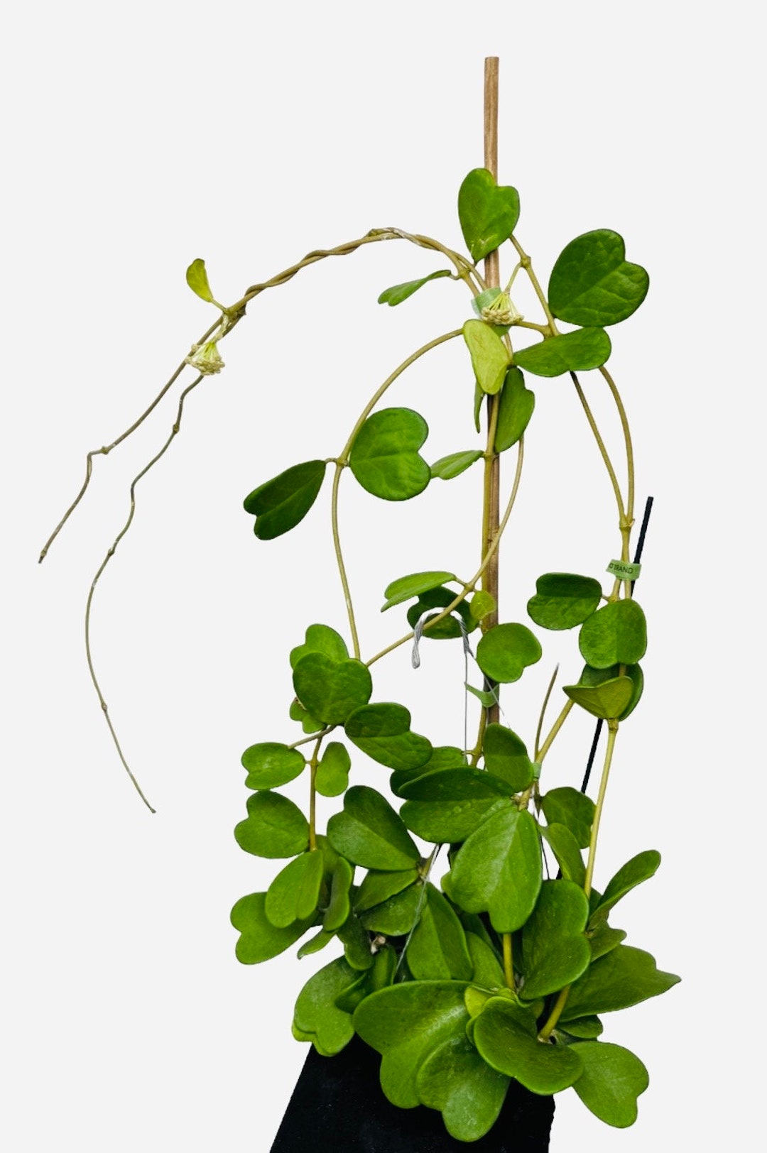 Large Hoya Kerrii or Sweetheart Hoya 8 Inches Pot Blooming - Etsy