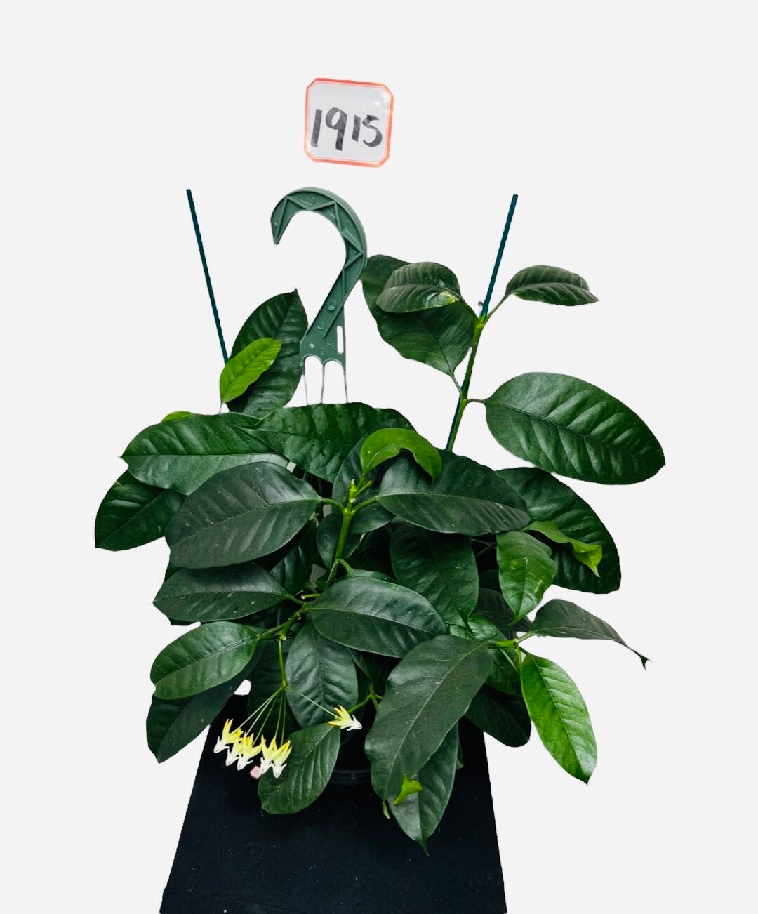 Hoya Shooting Star or Hoya Multiflora 6 Inches Pot With Peduncles - Etsy