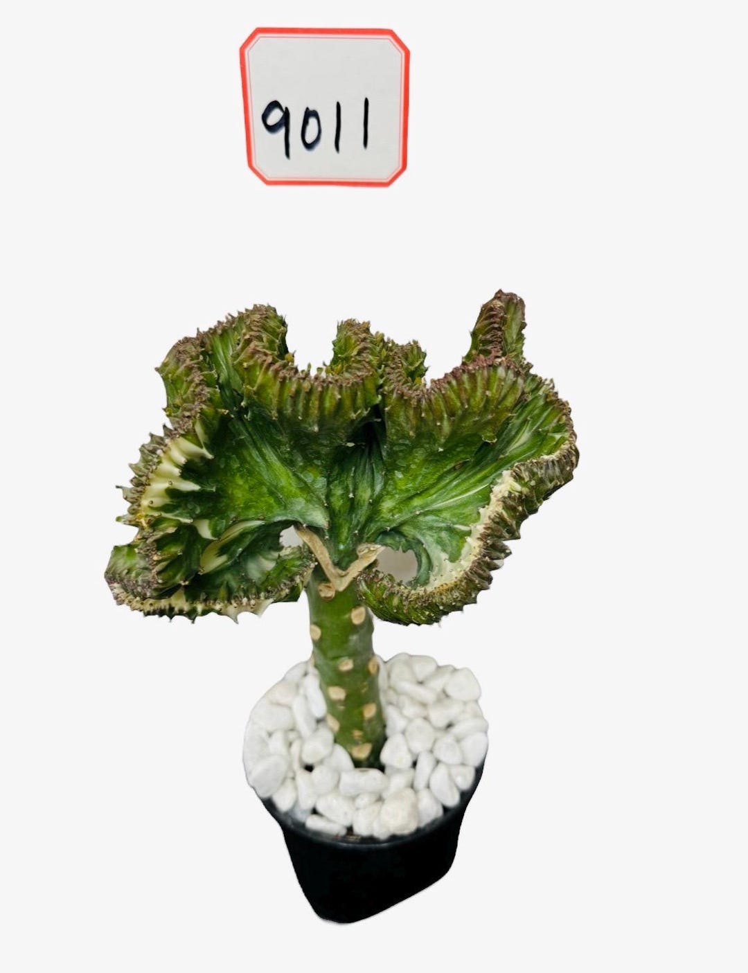 Variegated Cactus Euphorbia Láctea Mermaid's Tails / Euphorbia Cresta 5 ...