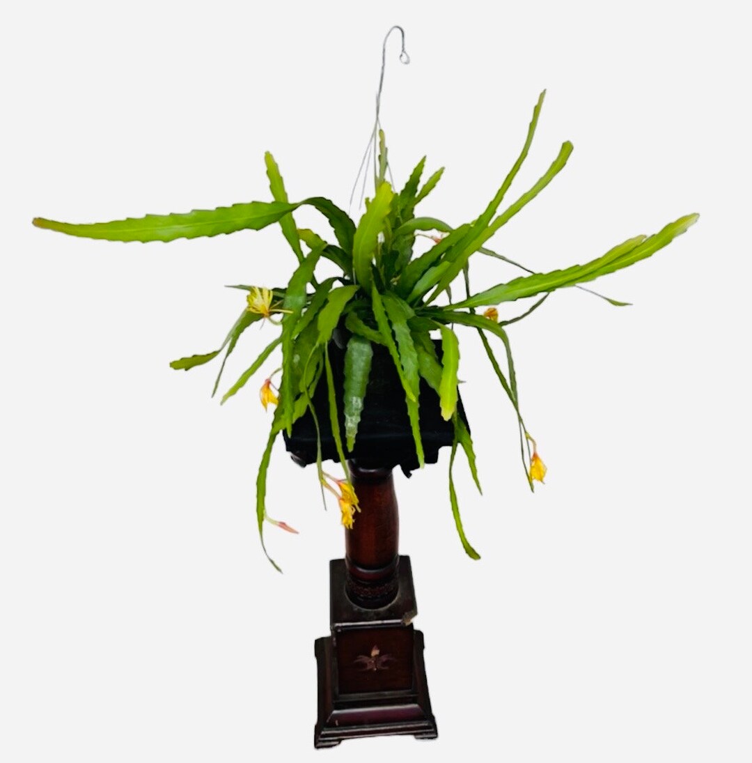 Disocactus Macranthus Golden Orchid Cactus / Epiphyllum 6 Inches Pot ...