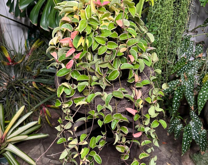 Large Hoya Carnosa Variegated Tri Color 6 Inches Pot - Etsy