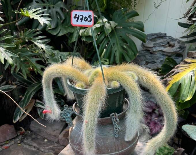 Large Monkey Tails Cactus 8 Inches Pot - Etsy