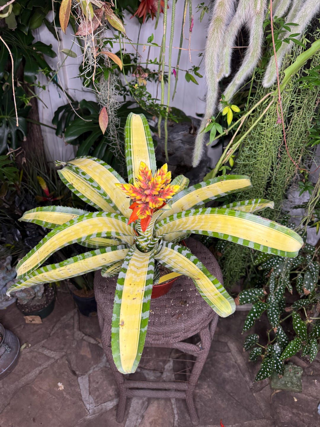 Large Rare Bromeliad 6 Inches Pot - Etsy