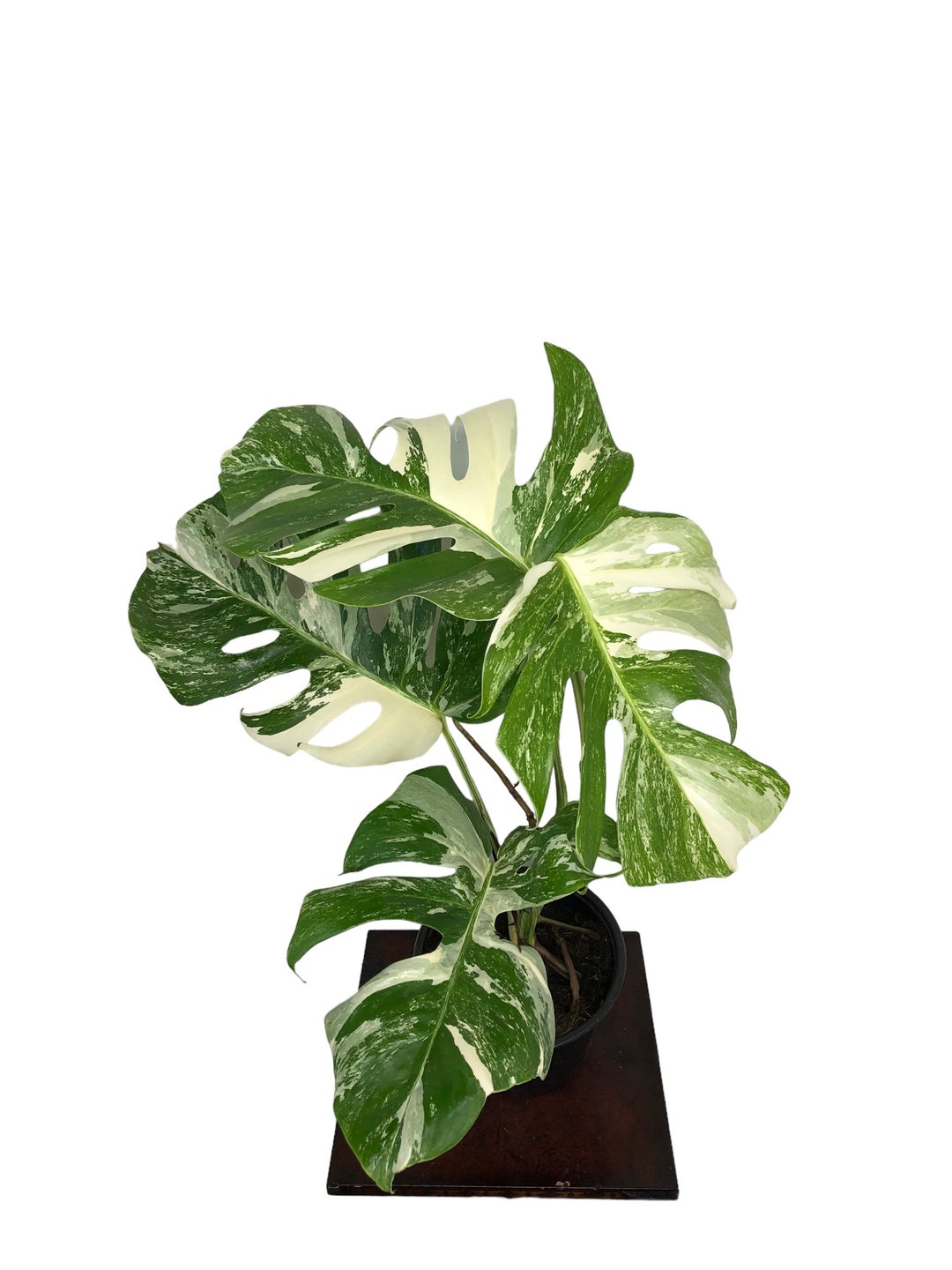 Montera Albo 6 Inches Pot - Etsy