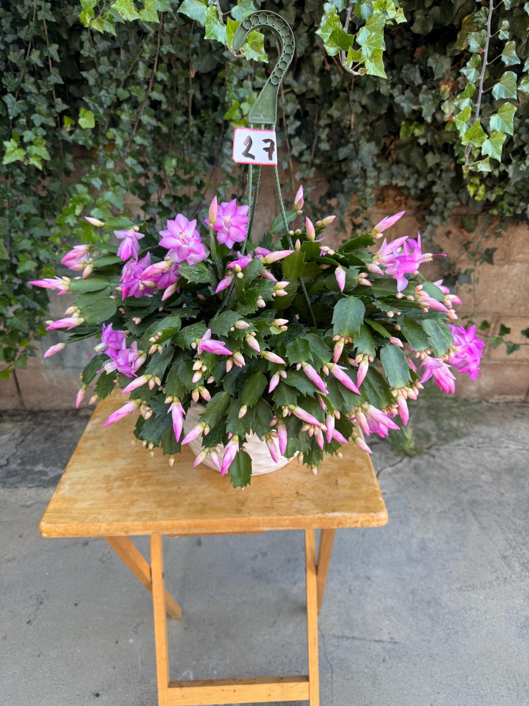 Thanksgiving Cactus / Schlumbergera Truncata Thor Pandora 8 Inches Pot ...