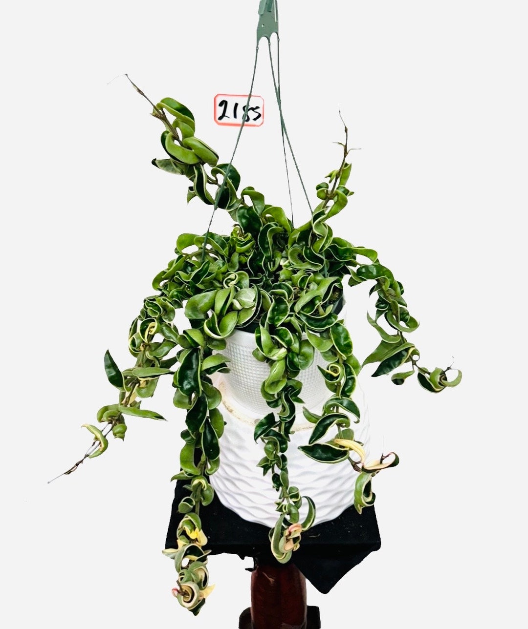 Variegated Hoya Hindu Rope 6 Inches Pot Very Full Plant - Etsy