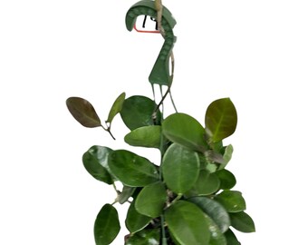 Hoya Keysii hoya Australis 1yo Plant With 5-6 Leaves Well Rooted, Sent ...