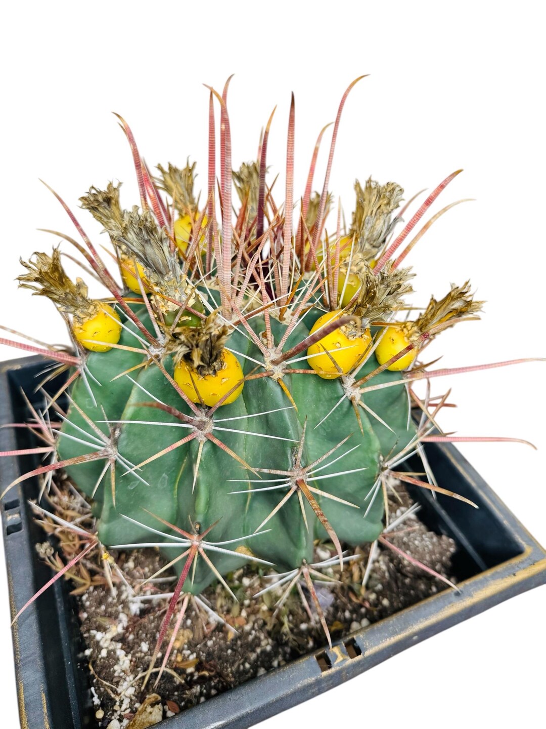 Ferocactus Wislizeni -arizona Fishhook Barrel Cactus 3 Gallon Pot - Etsy