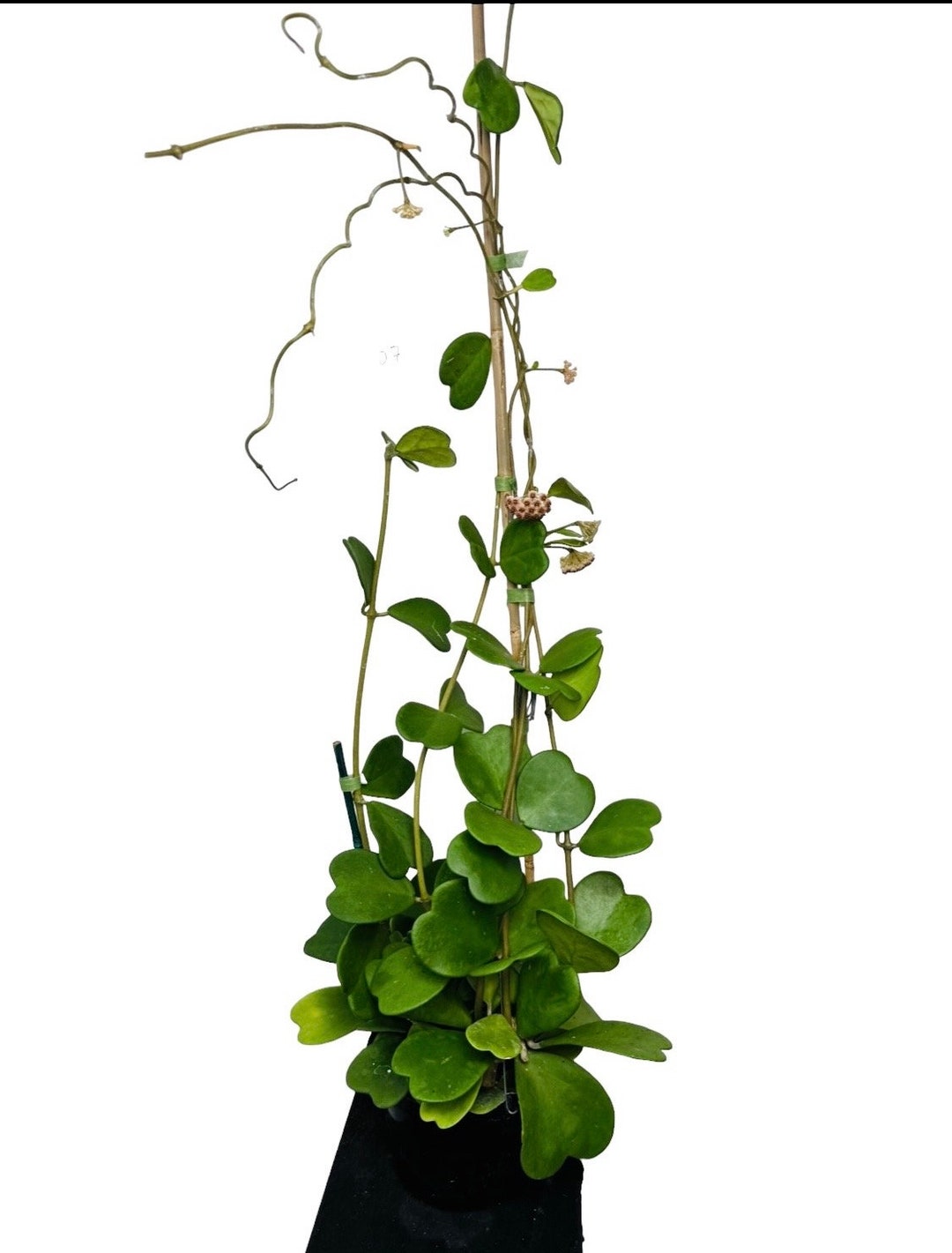 Large Hoya Kerrii or Sweetheart Hoya 8 Inches Pot Blooming - Etsy