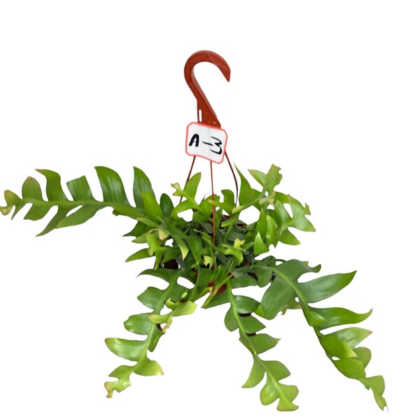 Fern Leaf Cactus - Etsy