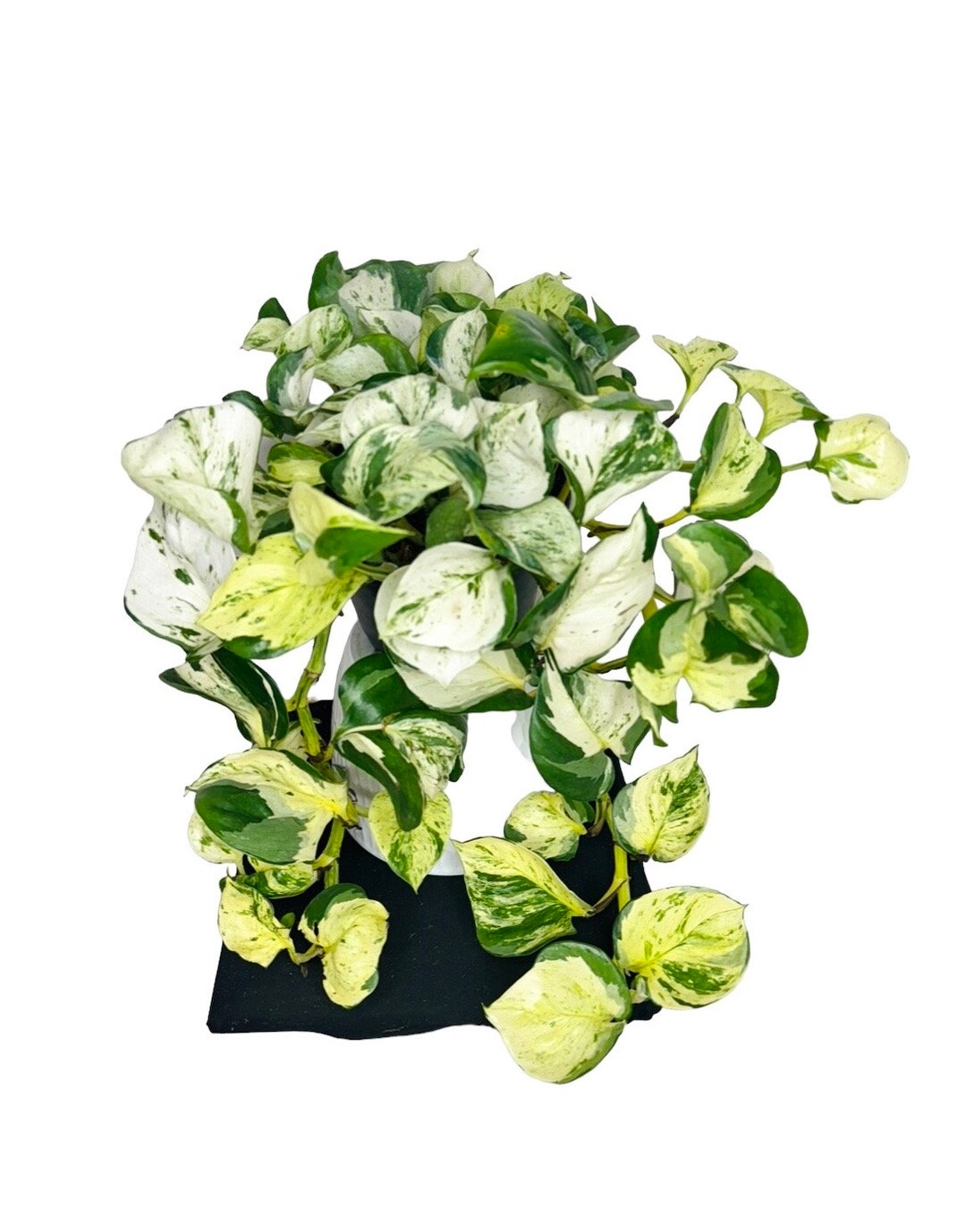 Manjula Pothos 6 Inches Pot - Etsy