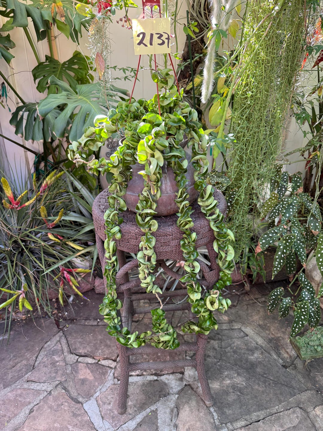 Hoya Hindu Rope 6 Inches Pot - Etsy