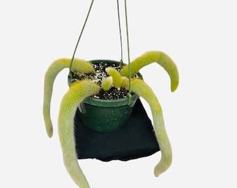 Large Monkey Tails Cactus 8 Inches Pot - Etsy
