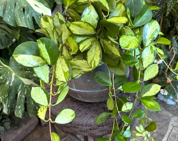 Large Hoya Lisa /variegated Australis 6 Inches Pot - Etsy