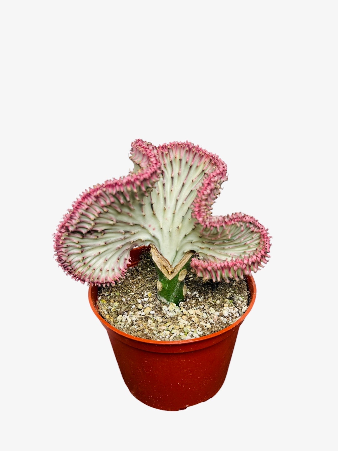 Coral Cactus Euphorbia Láctea Mermaid's Tale Euphorbia Cresta Pink 6 ...