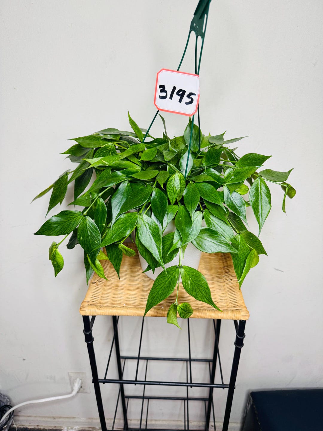 Hoya Polyneura Fishtail or Mermaid Tail Hoya 6 Inches Pot - Etsy