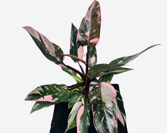 Philodendron Pink Princess Marble 4 Inches Pot Multiple Plants in the ...