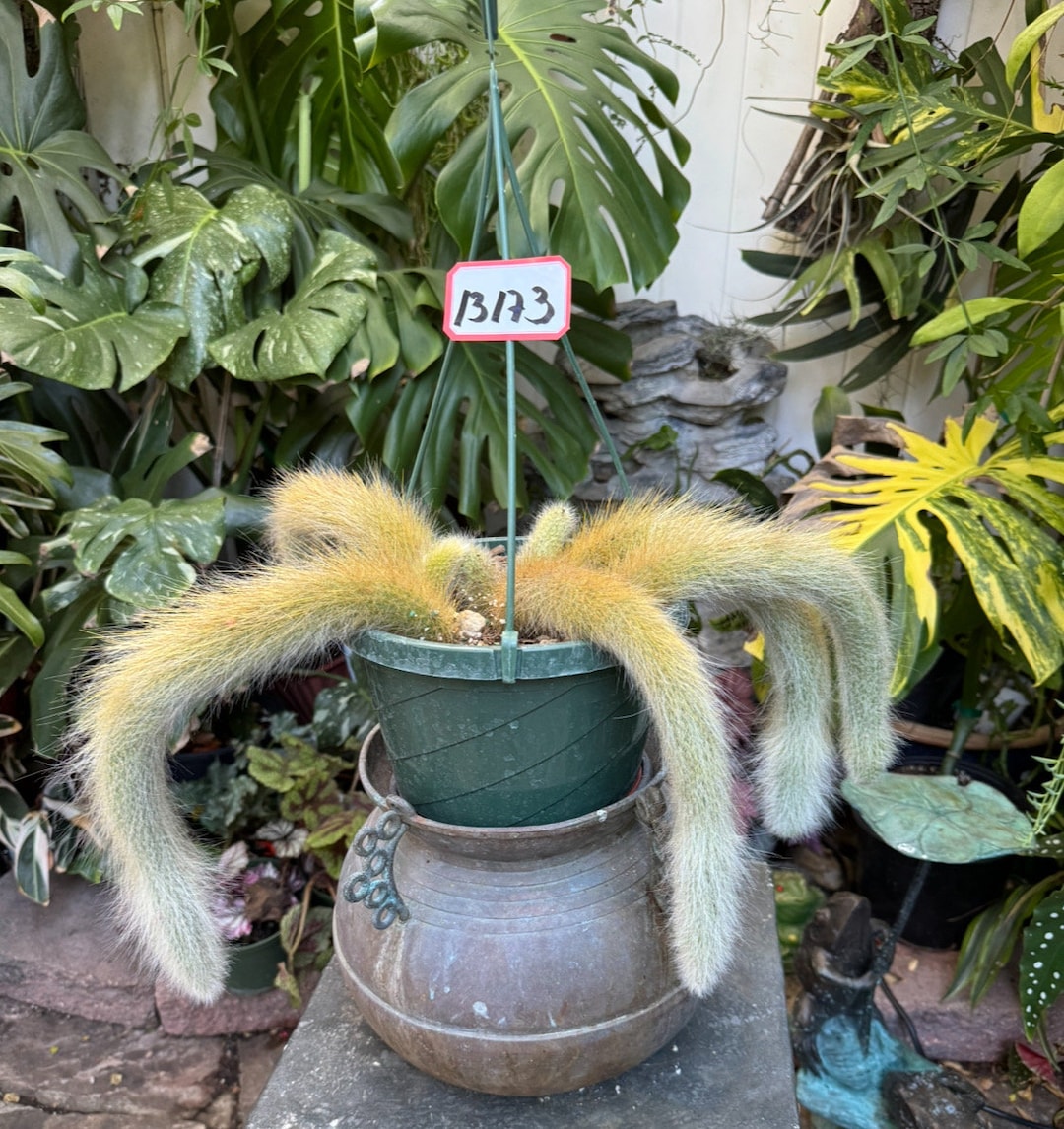 Large Monkey Tails Cactus 8 Inches Pot Blooming Soon - Etsy