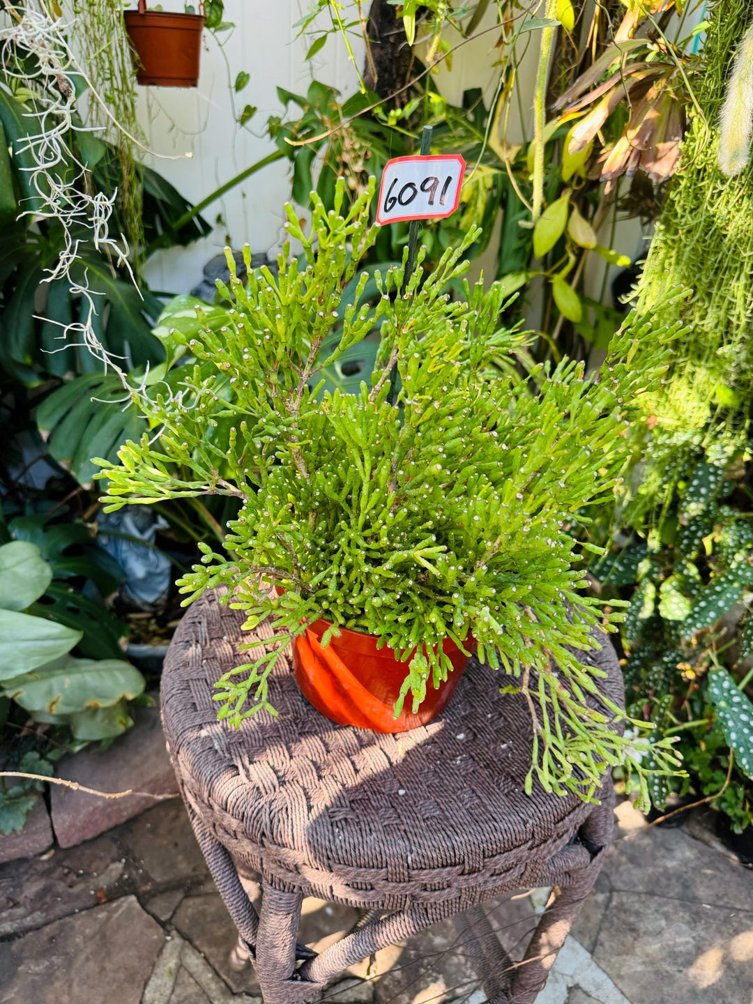 Dancing Bones Cactus rhipsalis Salicornioides 8 Inches Pot - Etsy