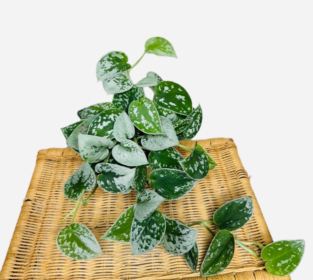 Silver Pothos silvery Anne 4 Inches - Etsy