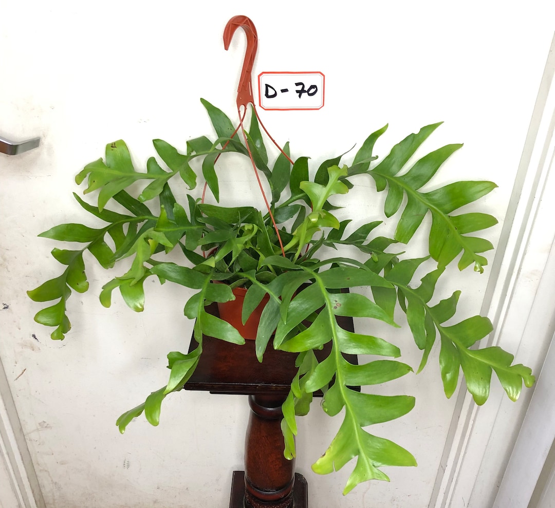 Rare Fern Leaf Cactus / Shark Tooth /epiphyllum Chrysocardium - Etsy