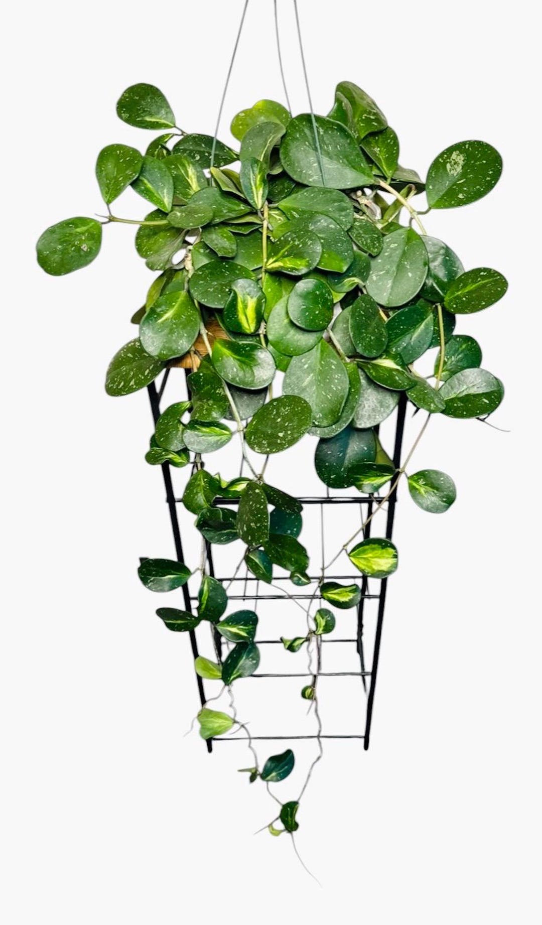 Large Variegated Hoya Obovata Splash 6 Inches Pot - Etsy