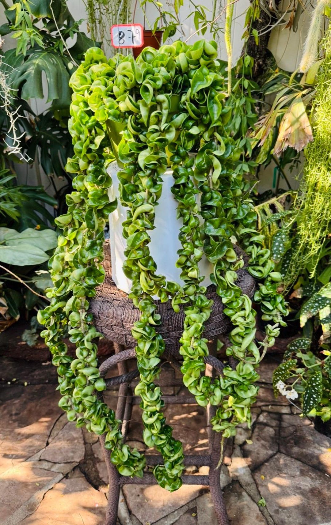 XL Hoya Hindu Rope 6 Inches Pot Very Full Plant - Etsy