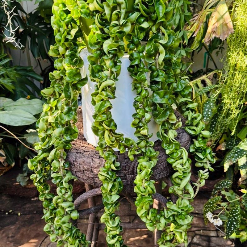 Hoya Rope Plant - Etsy