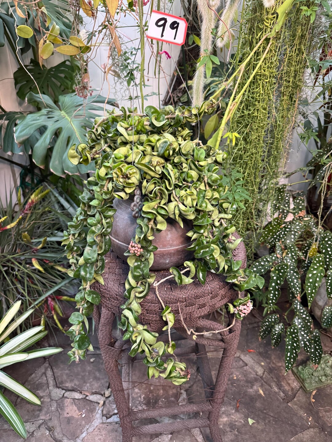Blooming Hoya Hindu Rope 6 Inches Pot - Etsy