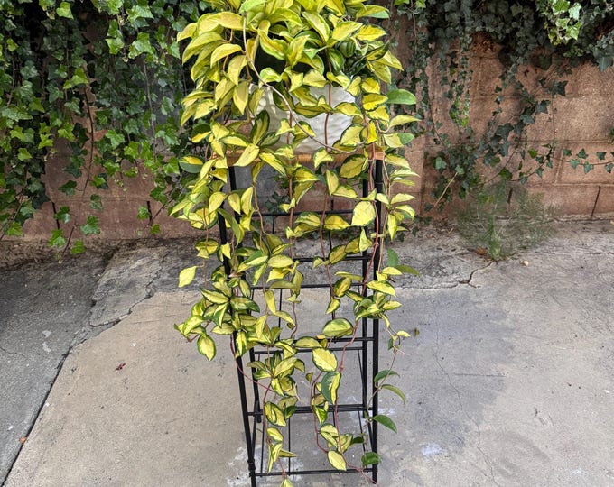 XL Hoya Carnosa Jade Mix With Some Tricolor 8 Inches Pot …… - Etsy