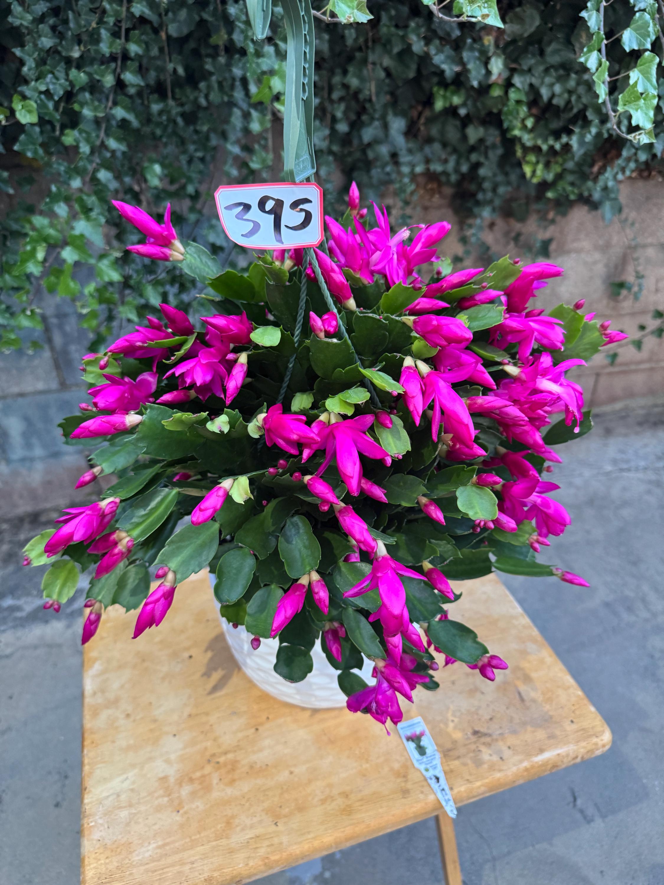 Thanksgiving Cactus Collection / Schlumbergera Truncata Thor Sharon ...