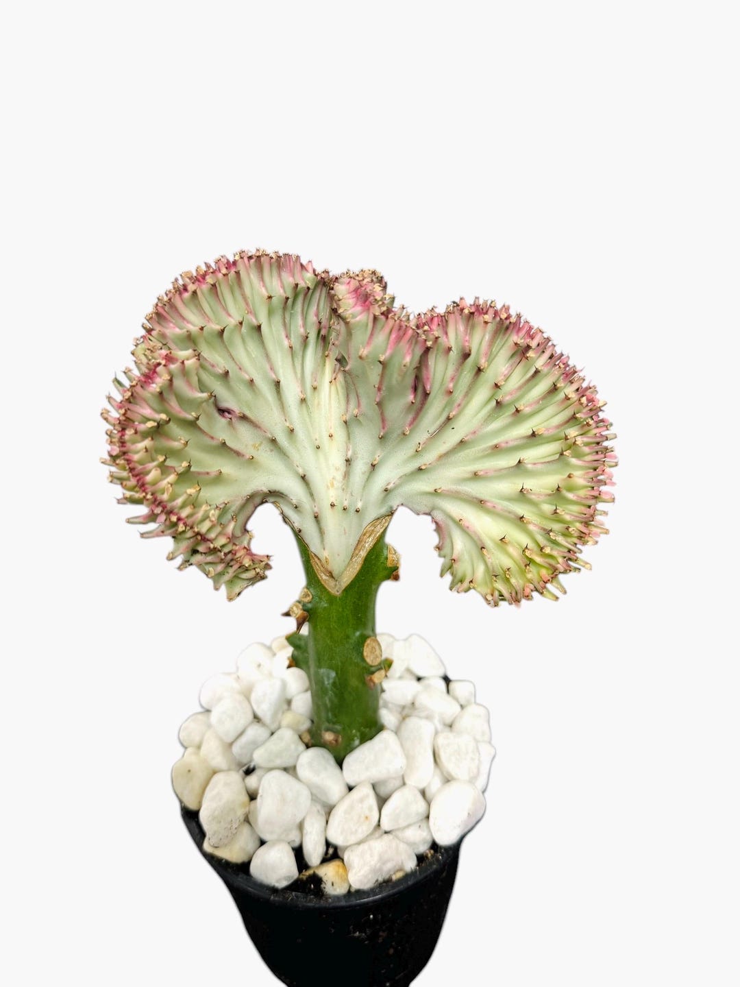 Variegated Cactus Euphorbia Láctea Mermaid's Tails / Euphorbia Cresta 5 ...