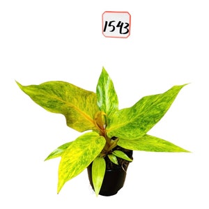 Philodendron Quad Color 5 Inches Pot - Etsy