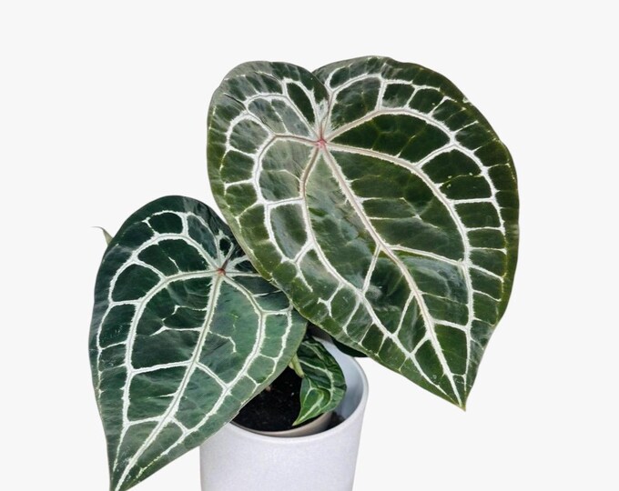 Amthurium Docblock Michelle / Anthurium 5 Inches Pot Hybrid Big Leaves ...