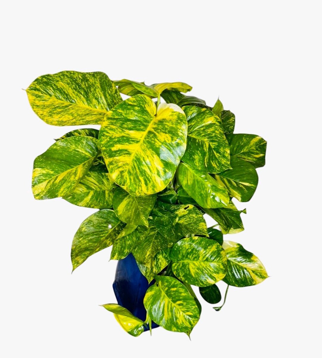 GIANT HAWAIIAN POTHOS 8 Inches Pot Big Leaves - Etsy