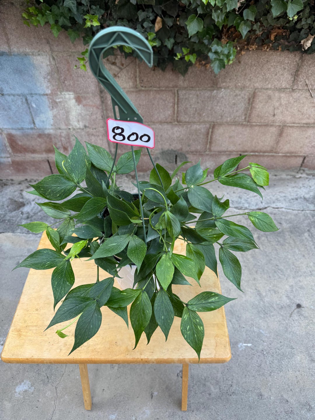 Hoya Polyneura Fishtail or Mermaid Tail Hoya 6 Inches Pot - Etsy