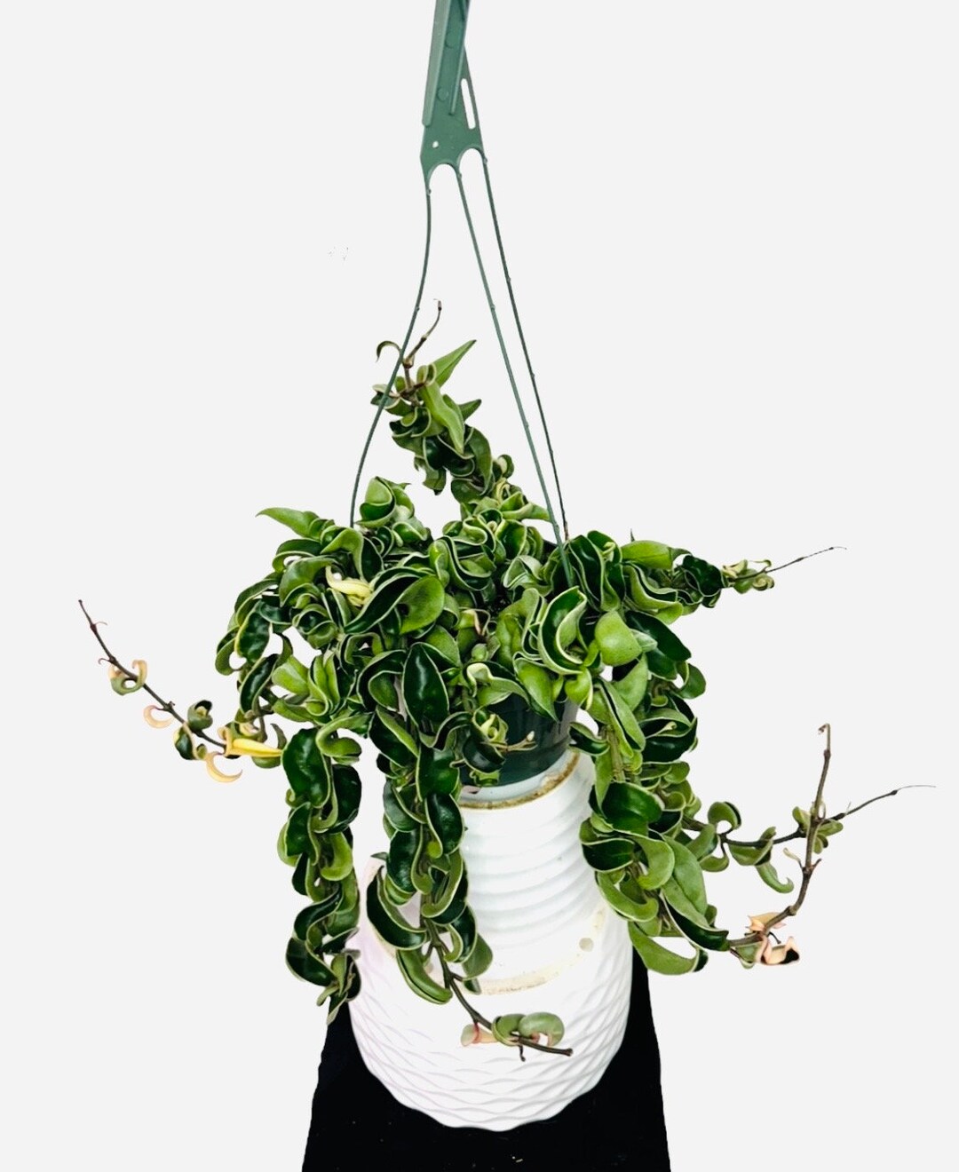 Variegated Hoya Hindu Rope 6 Inches Pot Very Full Plant - Etsy