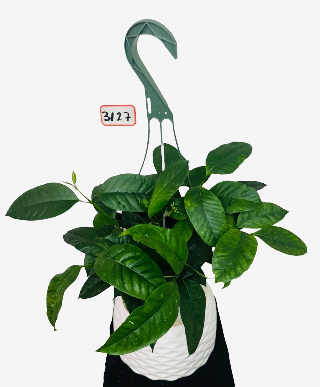 Hoya Multiflora / Shooting Star Hoya 6 Inches Pot Blooming - Etsy