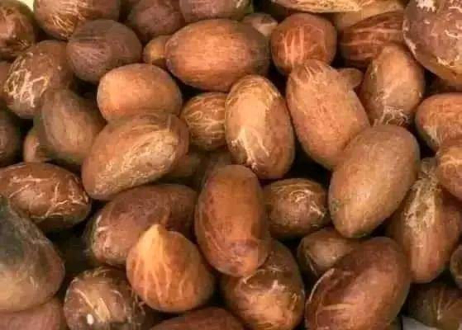 Fresh Bitter Kola/ Africa Orogbo - Etsy