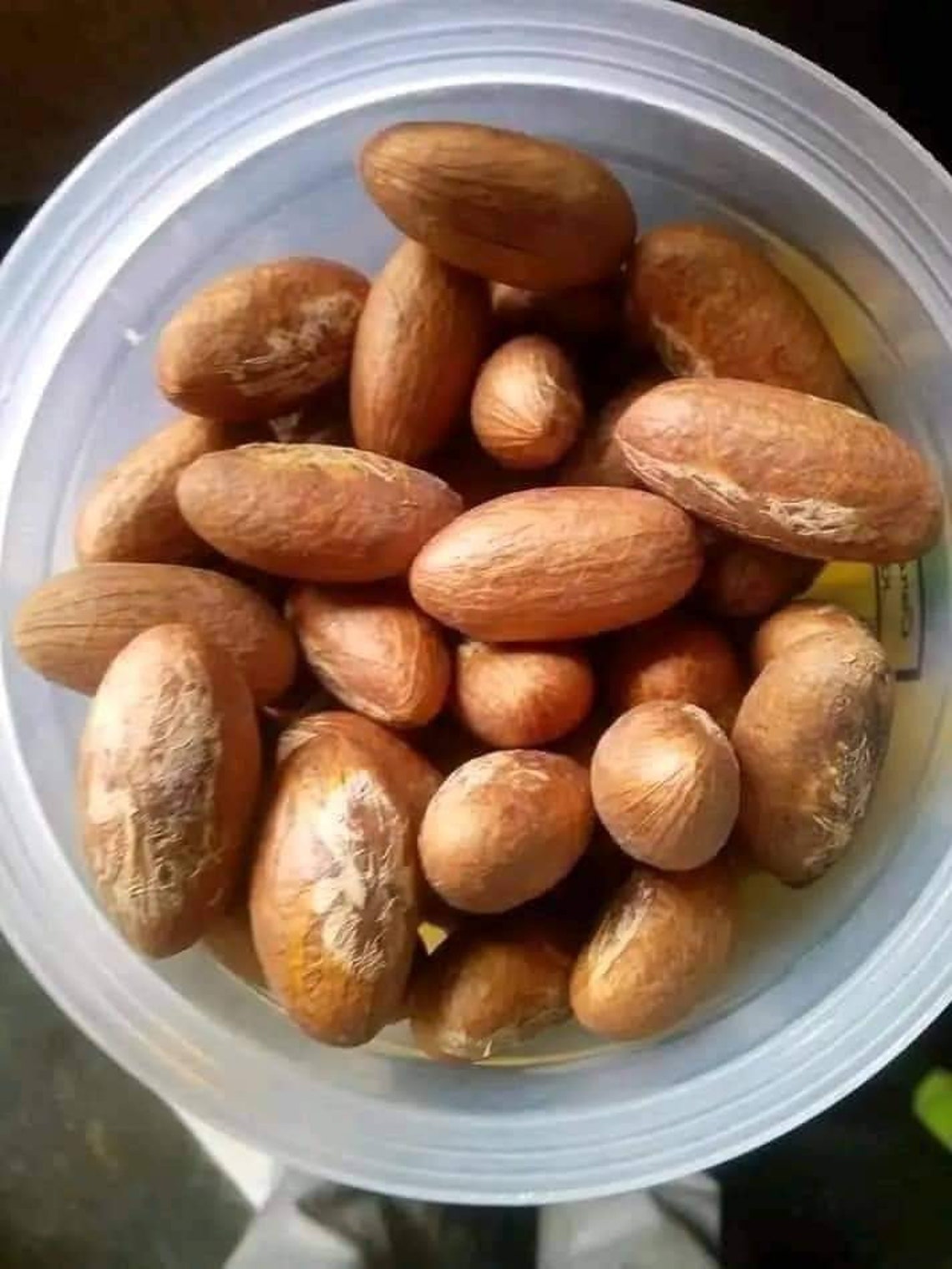 Fresh Bitter Kola/ Africa Orogbo - Etsy