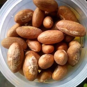 Fresh Bitter Kola/ Africa Orogbo - Etsy