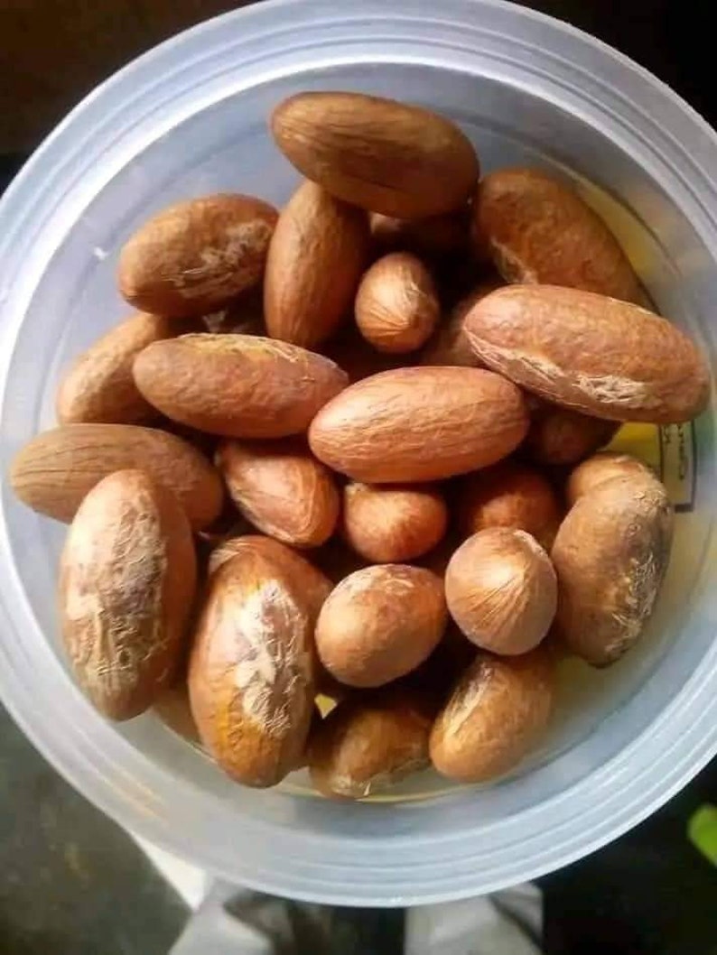 Fresh Bitter Kola/ Africa Orogbo - Etsy