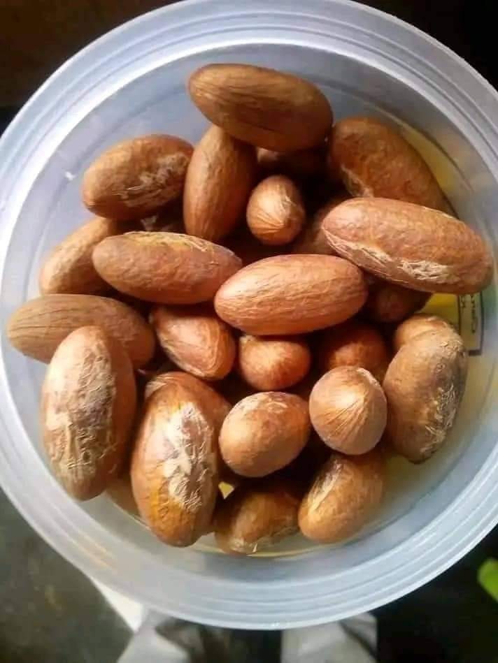Fresh Bitter Kola/ Africa Orogbo - Etsy