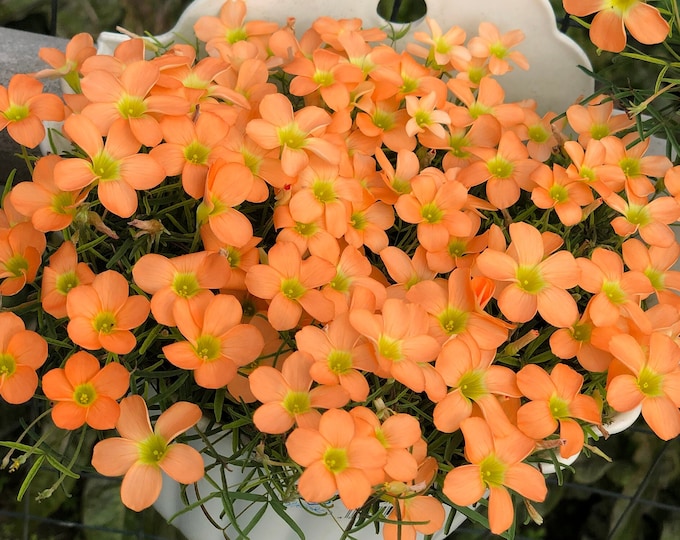 Oxalis Gracilis 'orange' L Growing Instruction in Pictures - Etsy