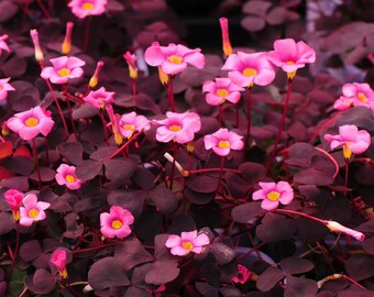 Oxalis Triangularis Purpurea - Etsy