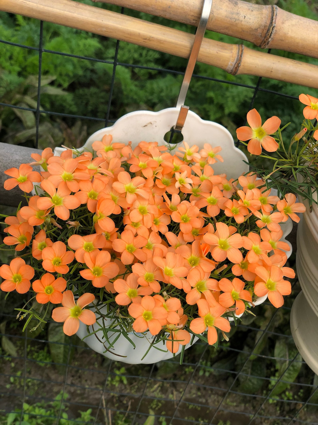 Oxalis Gracilis 'orange' L Growing Instruction in Pictures - Etsy