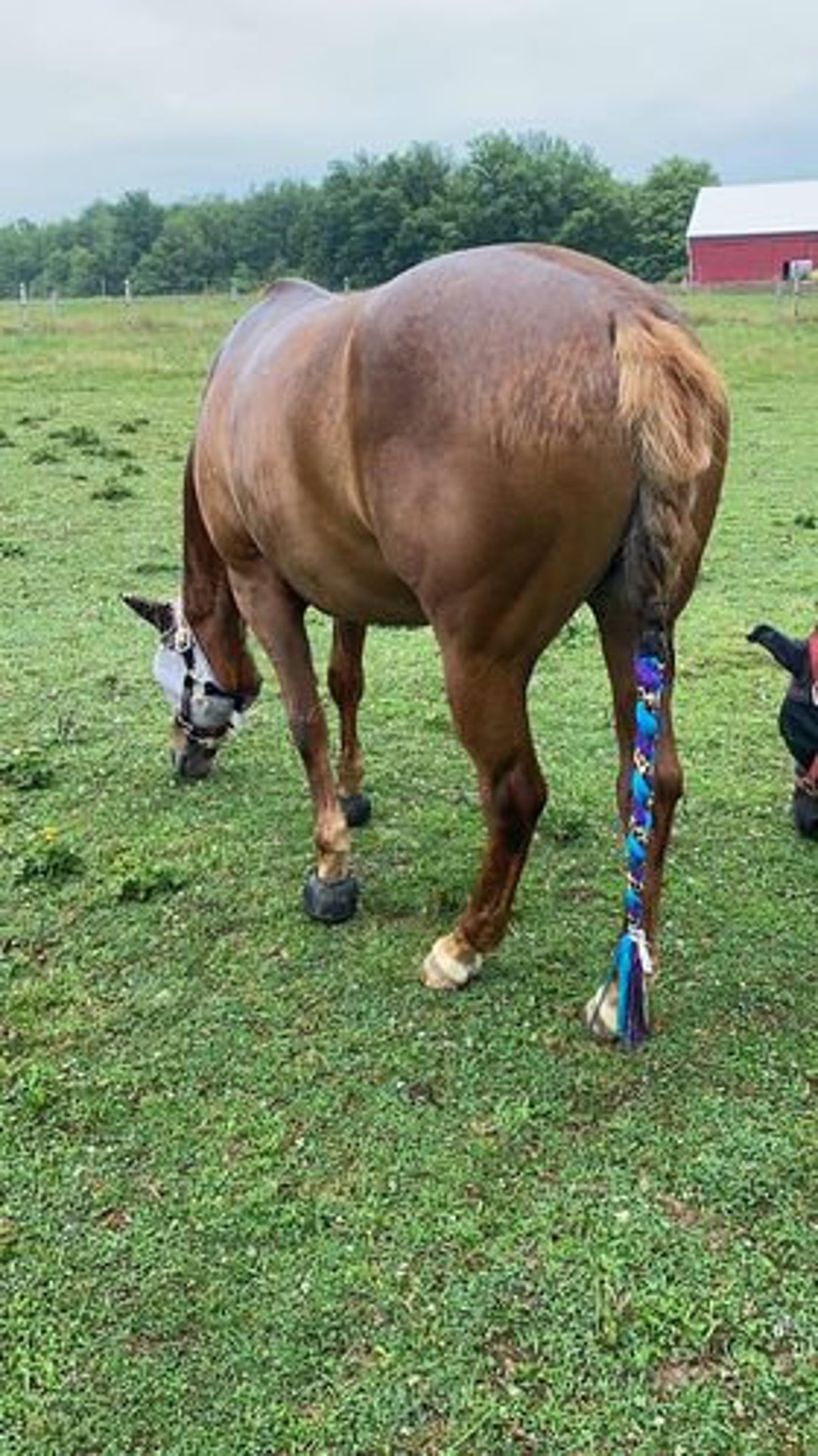 Tail Wraps - Etsy