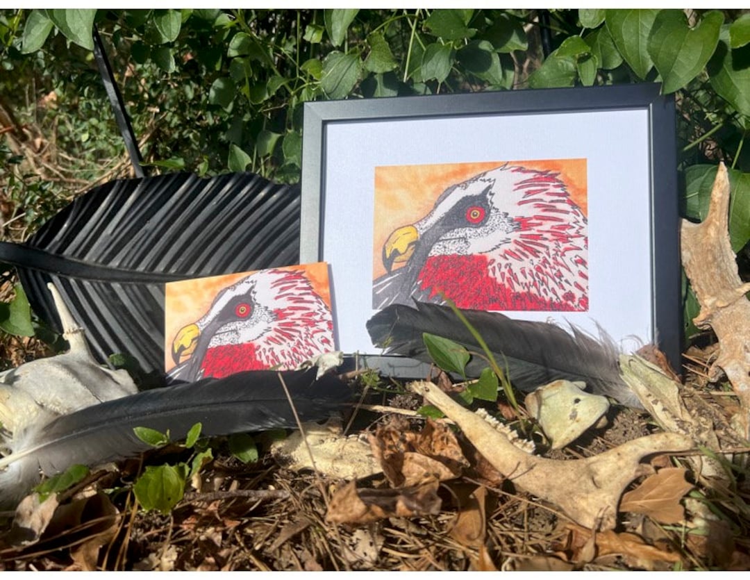 Lammergeier-bone Vulture, Bearded Vulture - Etsy
