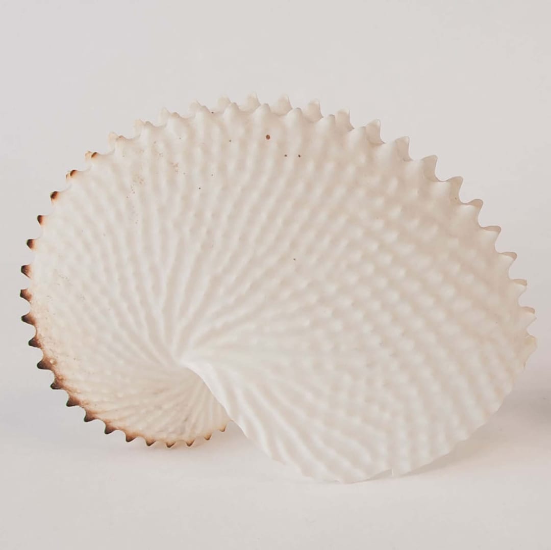 Paper Nautilus Shell Argonauta Nodosa - Etsy