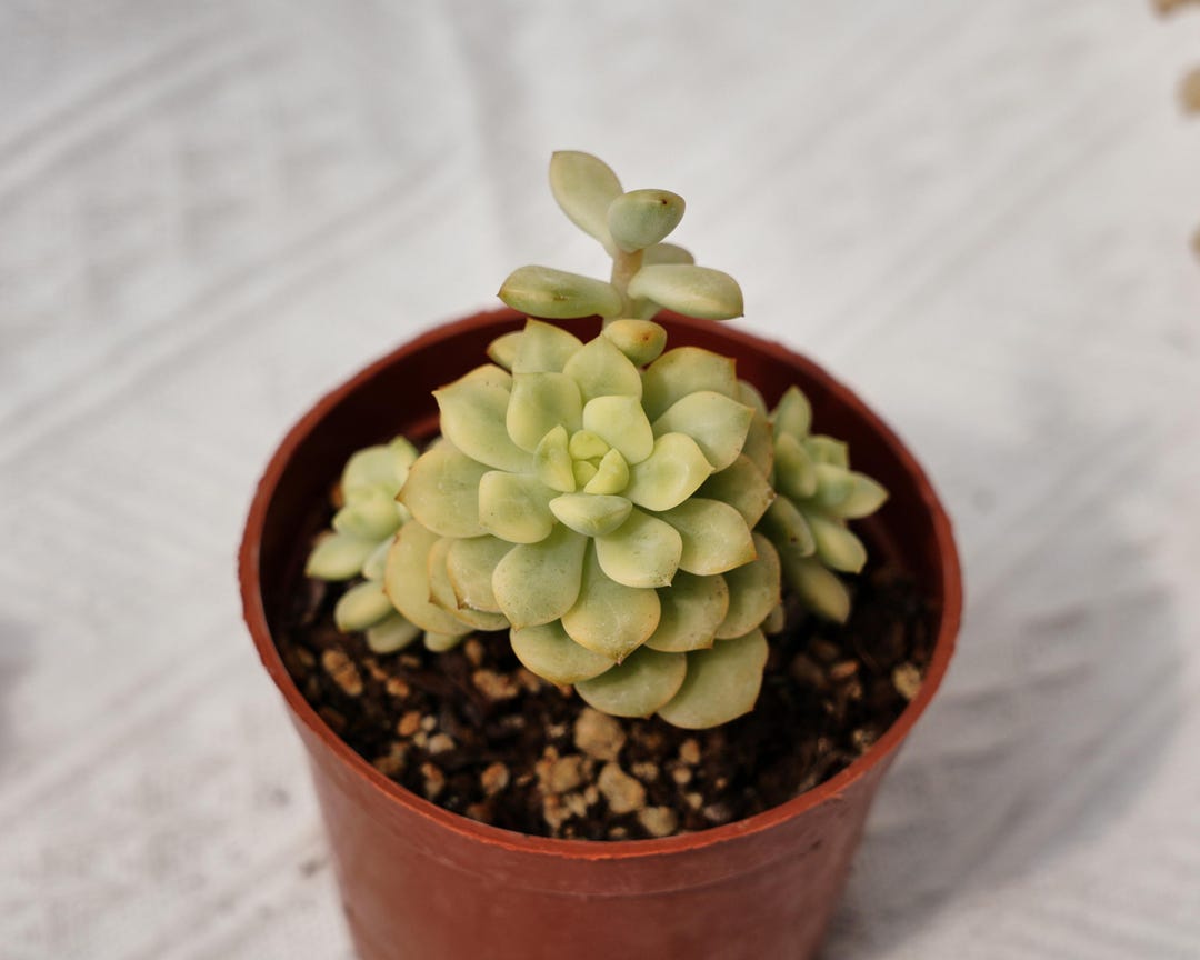 Echeveria Tango Variegated, Rare Succulent and Best Gift - Etsy